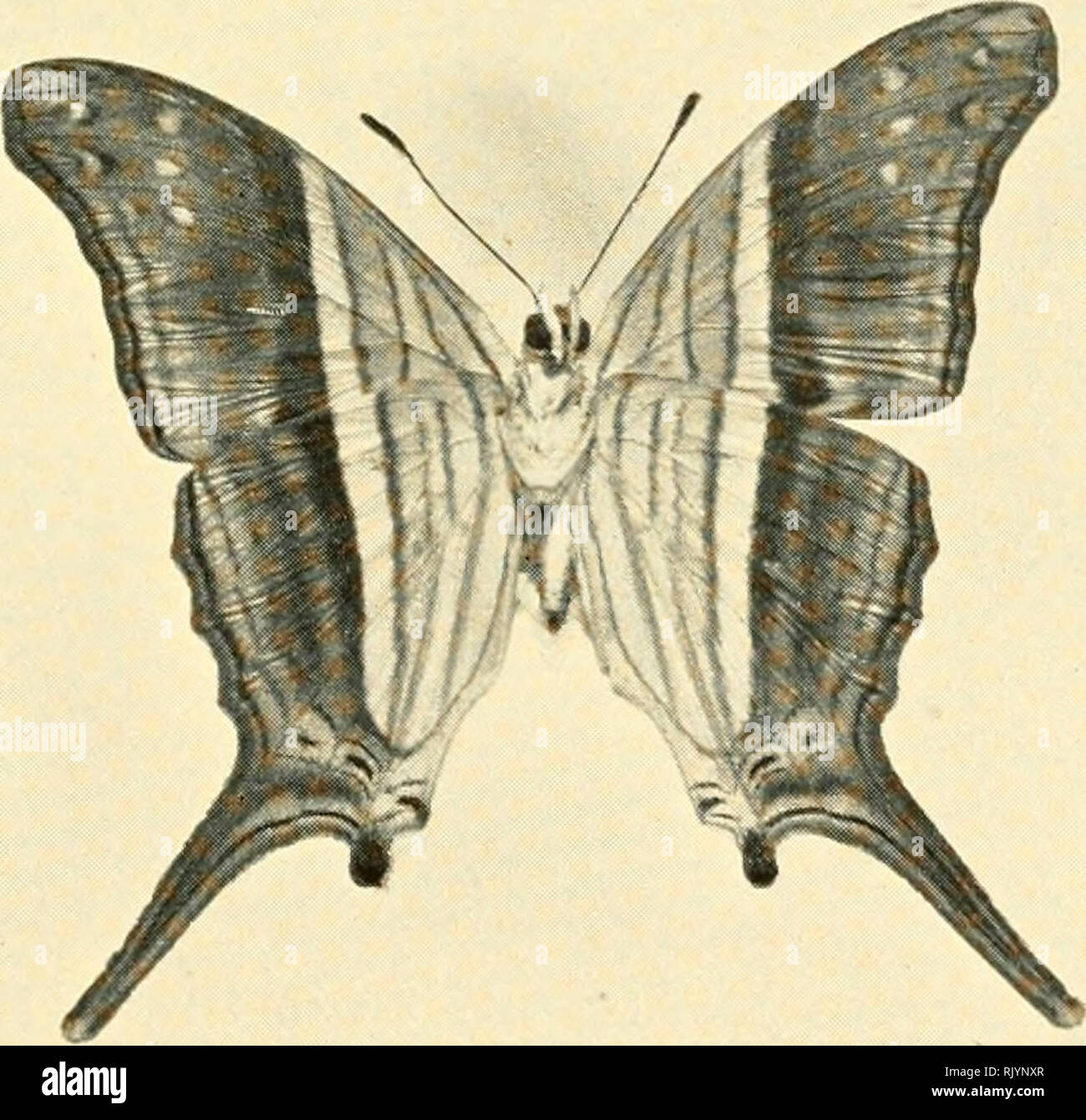 Chirou hi-res stock photography and images - Alamy