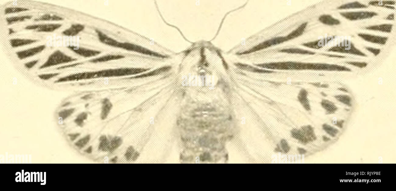 . As nature shows them : moths and butterflies of the United States ...