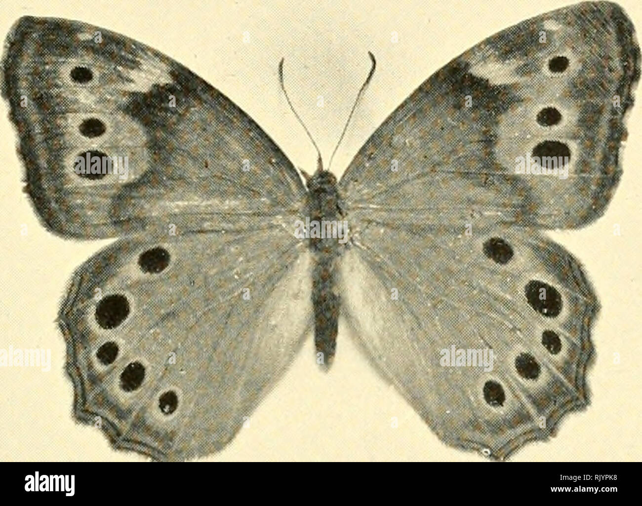 Satyrid butterflies hi-res stock photography and images - Alamy