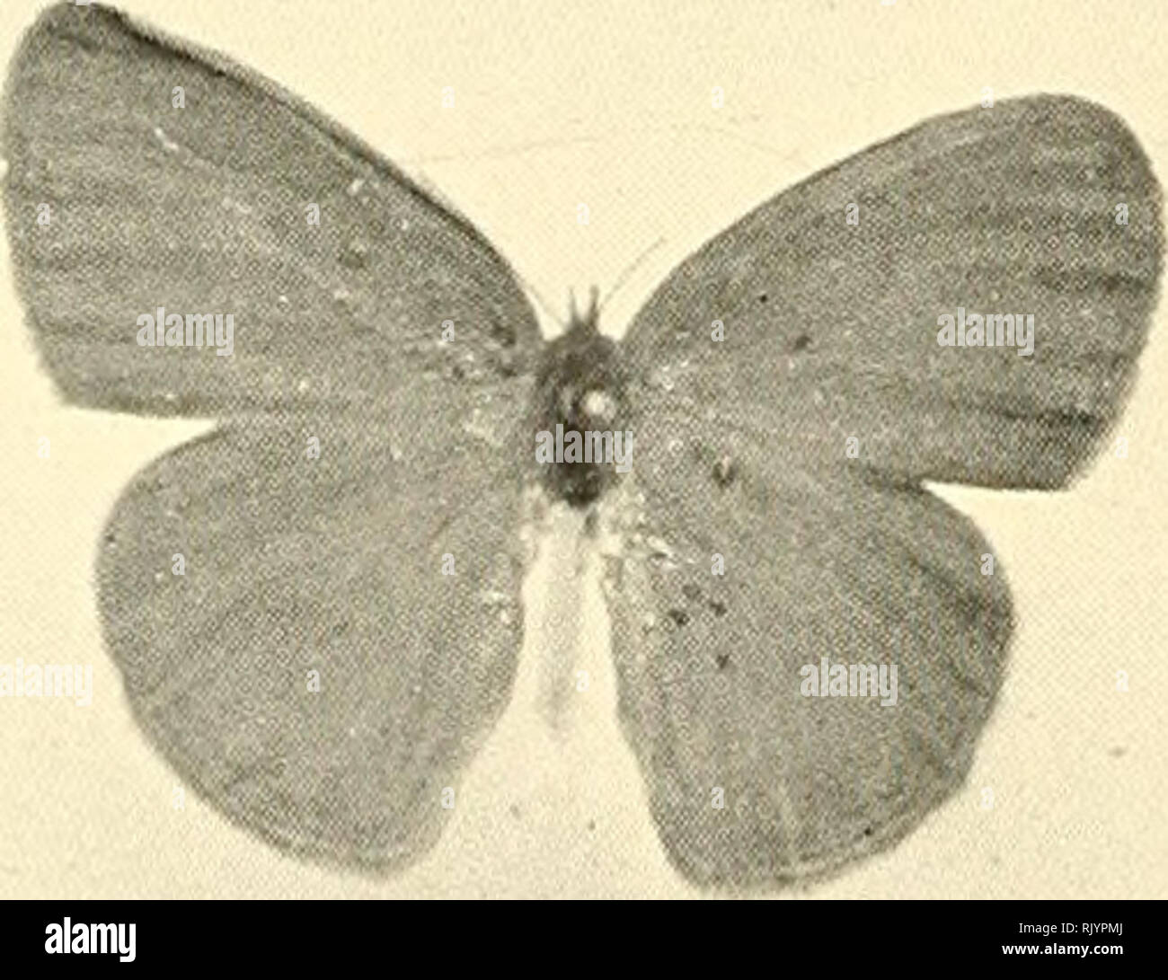 Faint wavy hi-res stock photography and images - Alamy