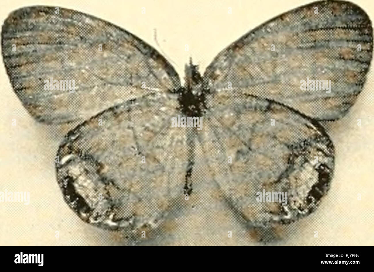 Wavy lines on wings hi-res stock photography and images - Alamy