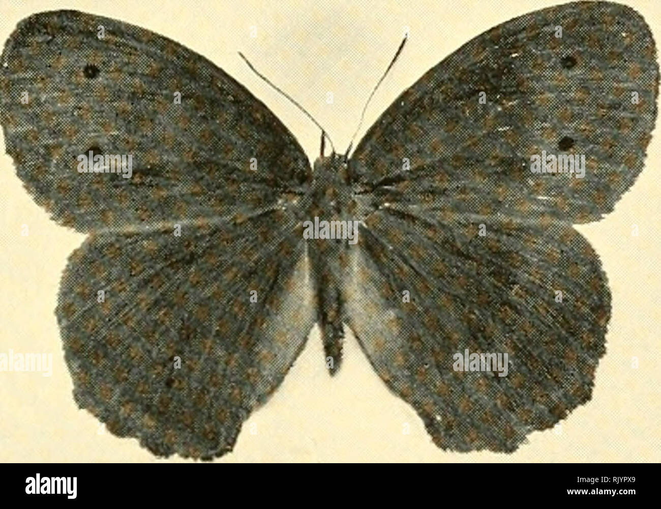 Satyrid butterflies hi-res stock photography and images - Alamy