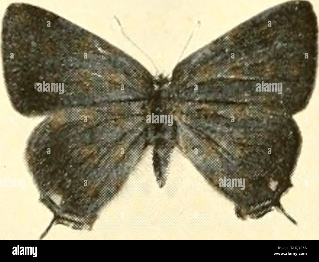 . As nature shows them : moths and butterflies of the United States ...