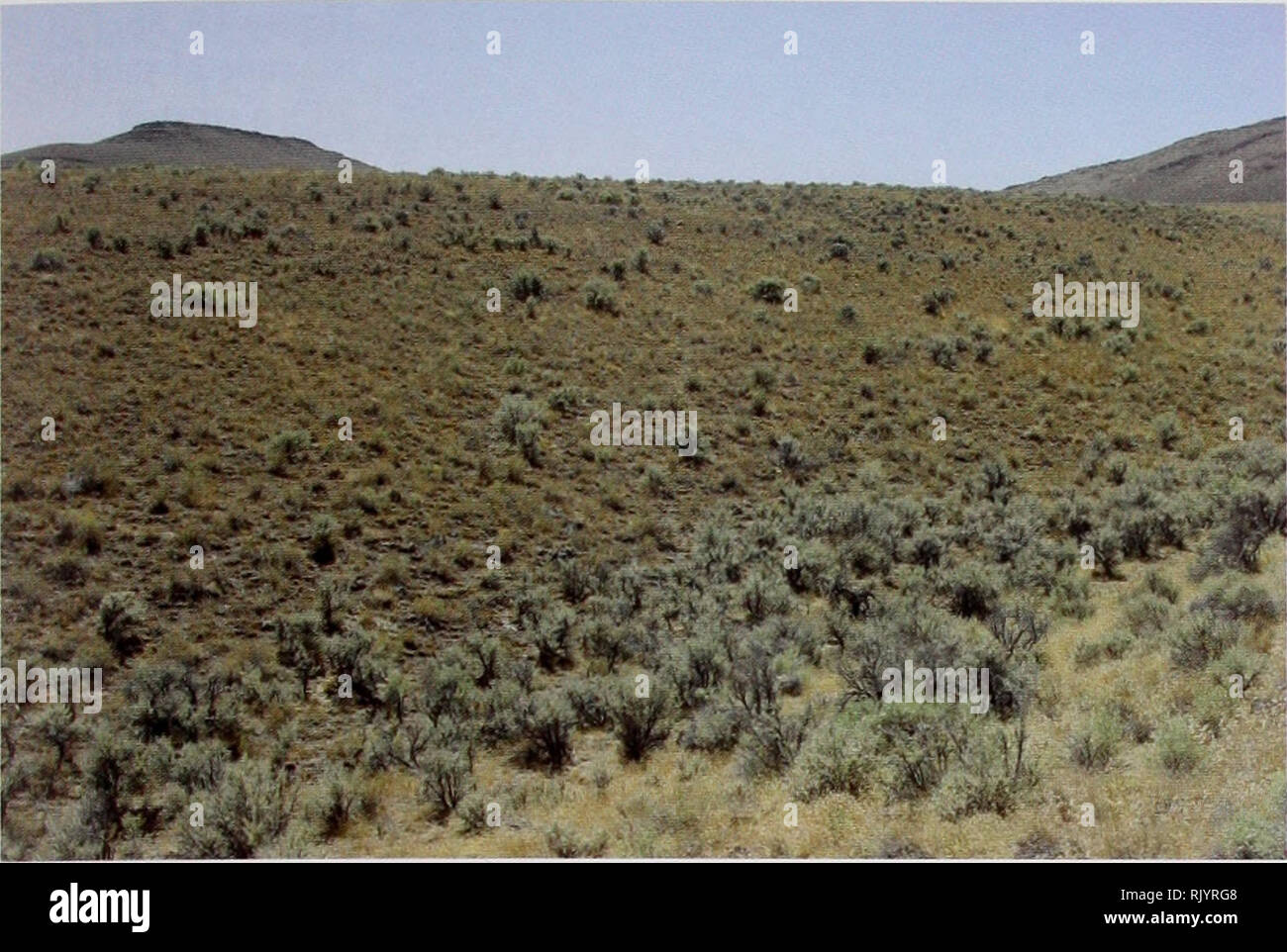 Cheatgrass hi-res stock photography and images - Alamy
