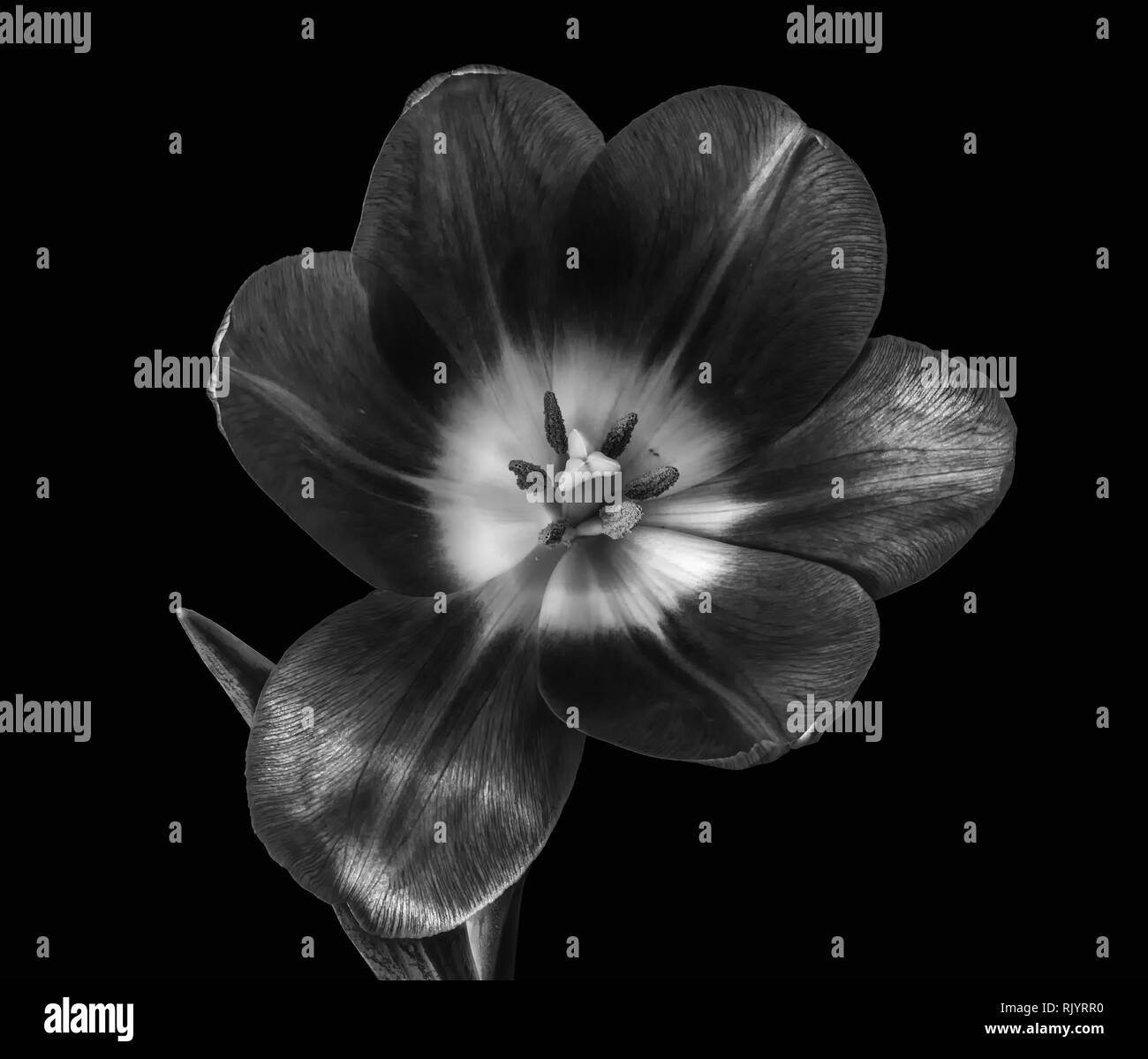 Fine art still life low key monochrome macro of a single isolated ...