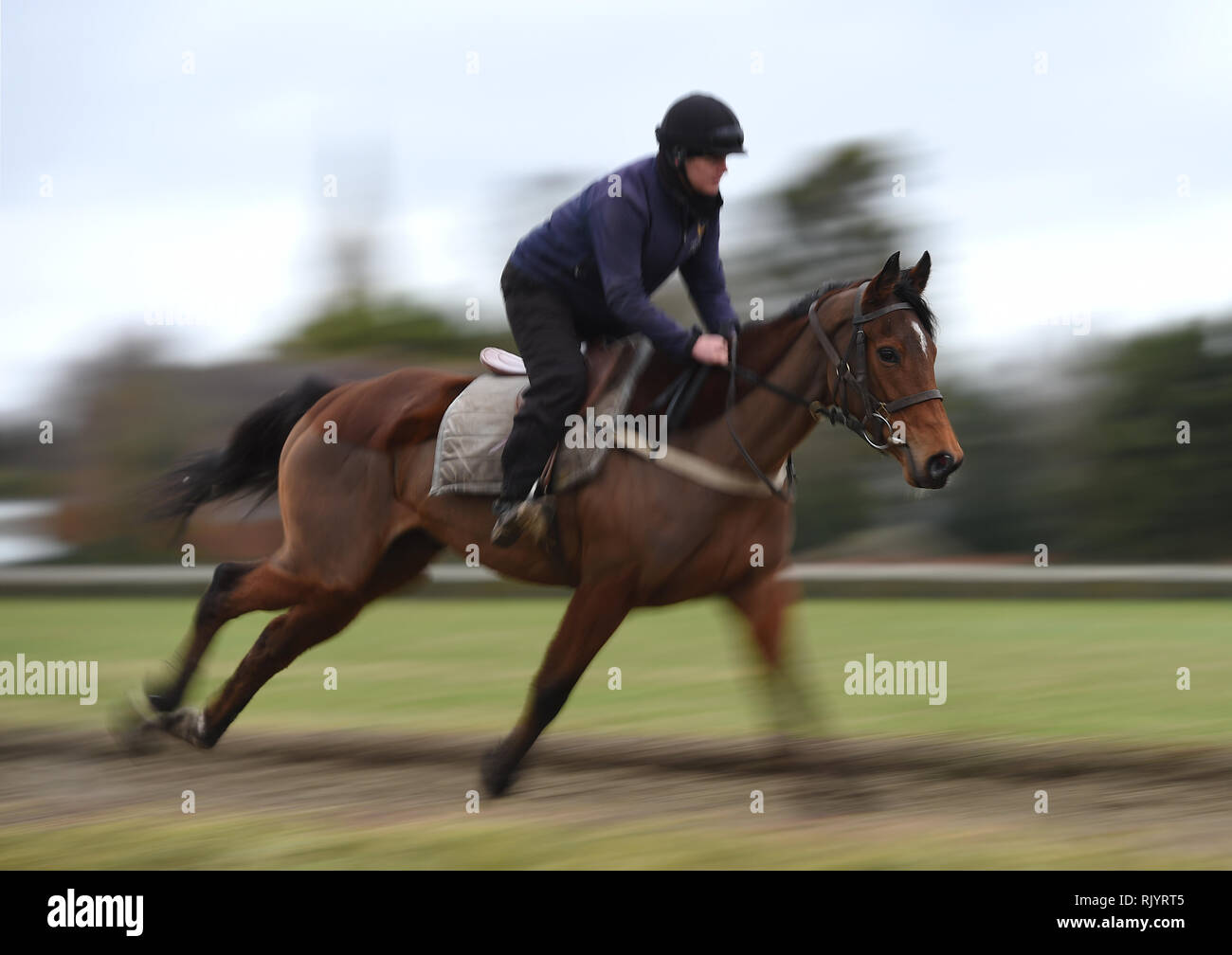 A Horse on the gallops in Newmarket Stock Photo - Alamy