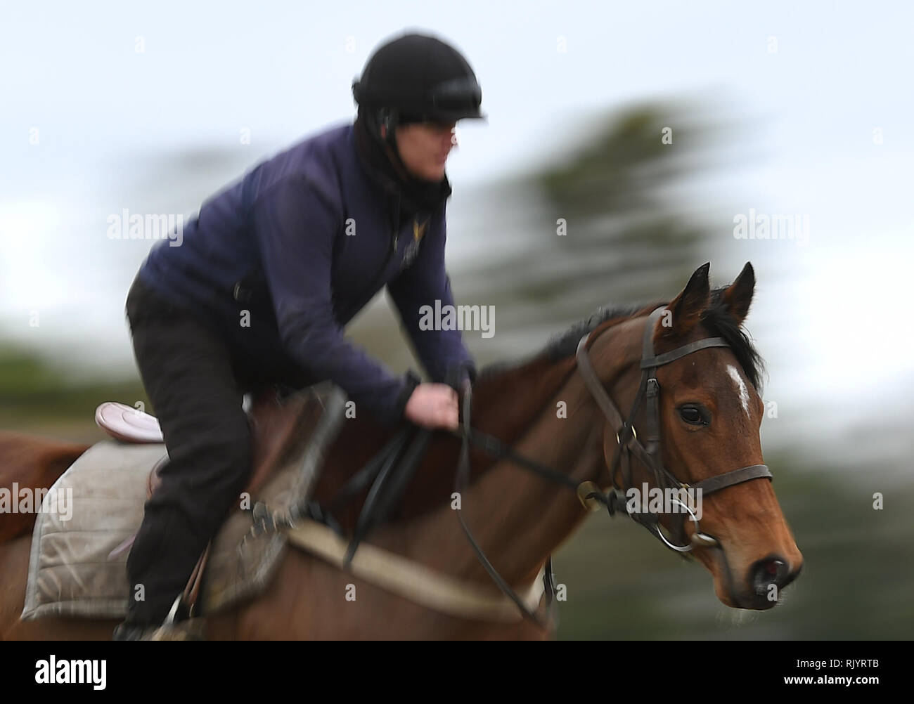 A Horse on the gallops in Newmarket Stock Photo - Alamy