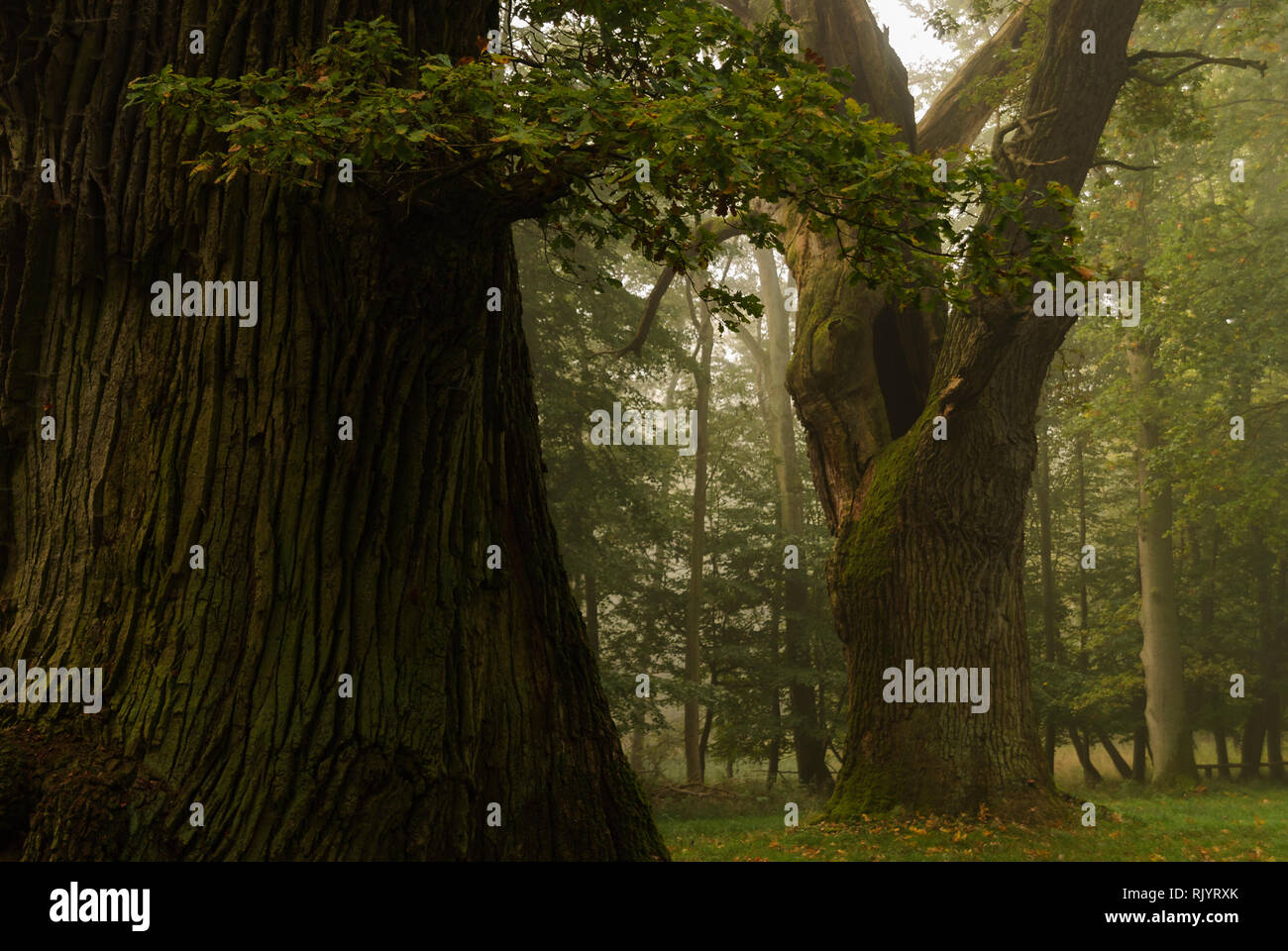 Oaktrees at Ivenack "Ivenacker Eichen" Mecklenburg-Pommerania, Germany ...
