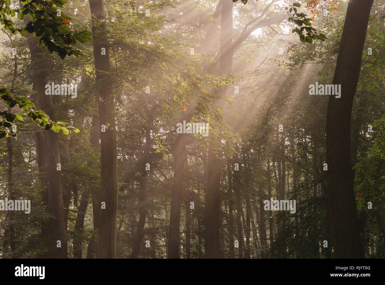 Oaktrees at Ivenack "Ivenacker Eichen" Mecklenburg-Pommerania, Germany ...