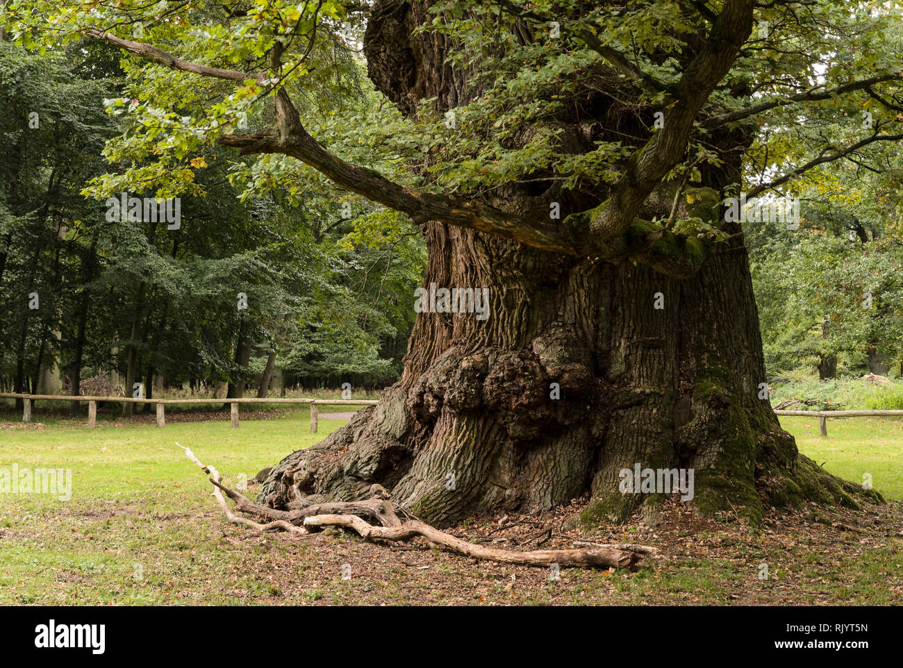Oaktrees at Ivenack "Ivenacker Eichen" Mecklenburg-Pomerania, Germany ...
