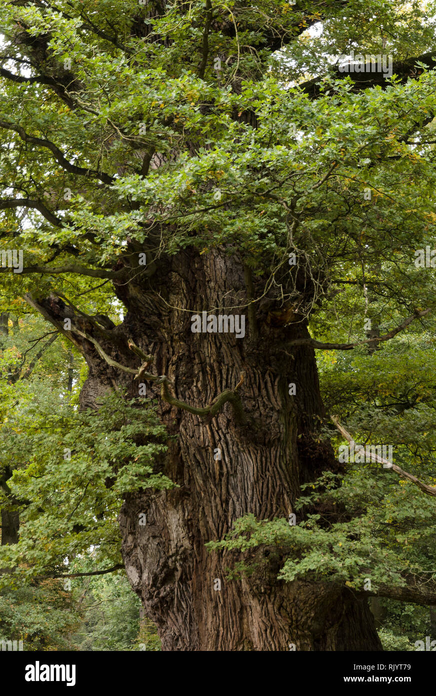 Alte eichen hi-res stock photography and images - Alamy
