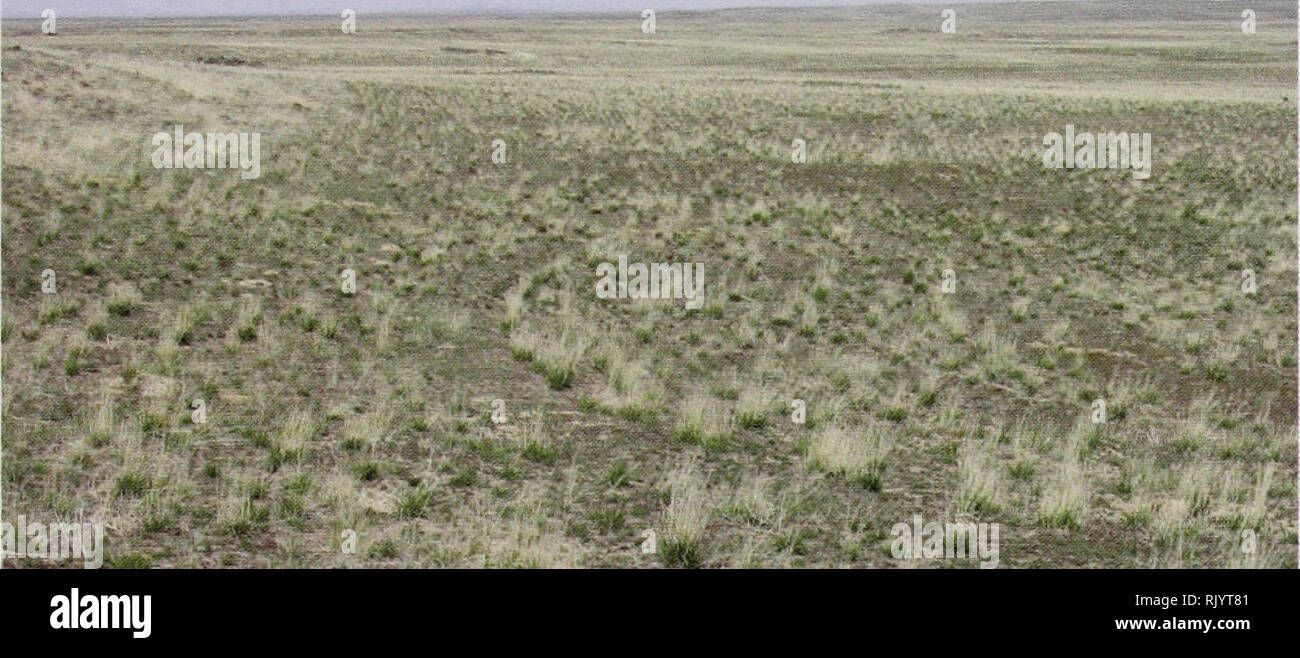 Cheatgrass hi-res stock photography and images - Alamy