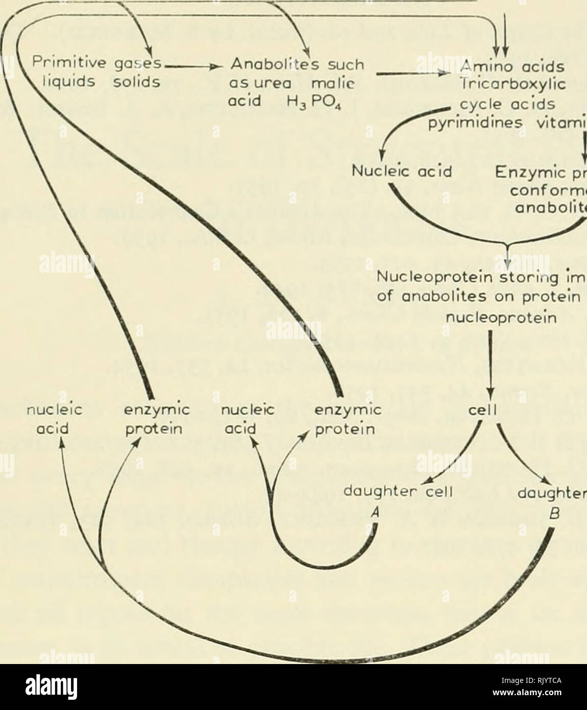 Spontaneous generation theory hi-res stock photography and images - Alamy