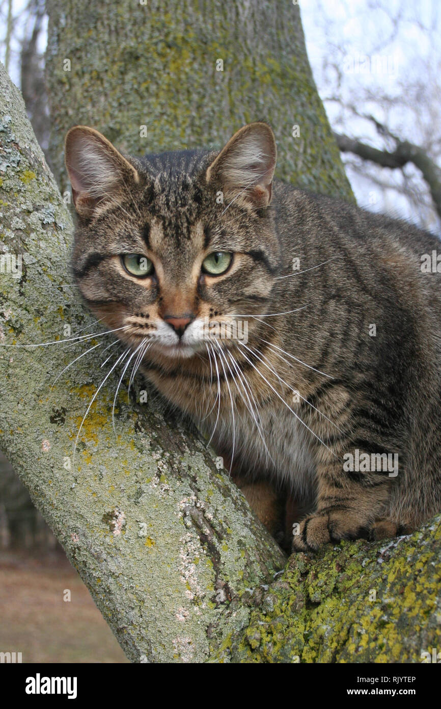 Bruiser, domestic shorthair tabby barn cat Stock Photo - Alamy