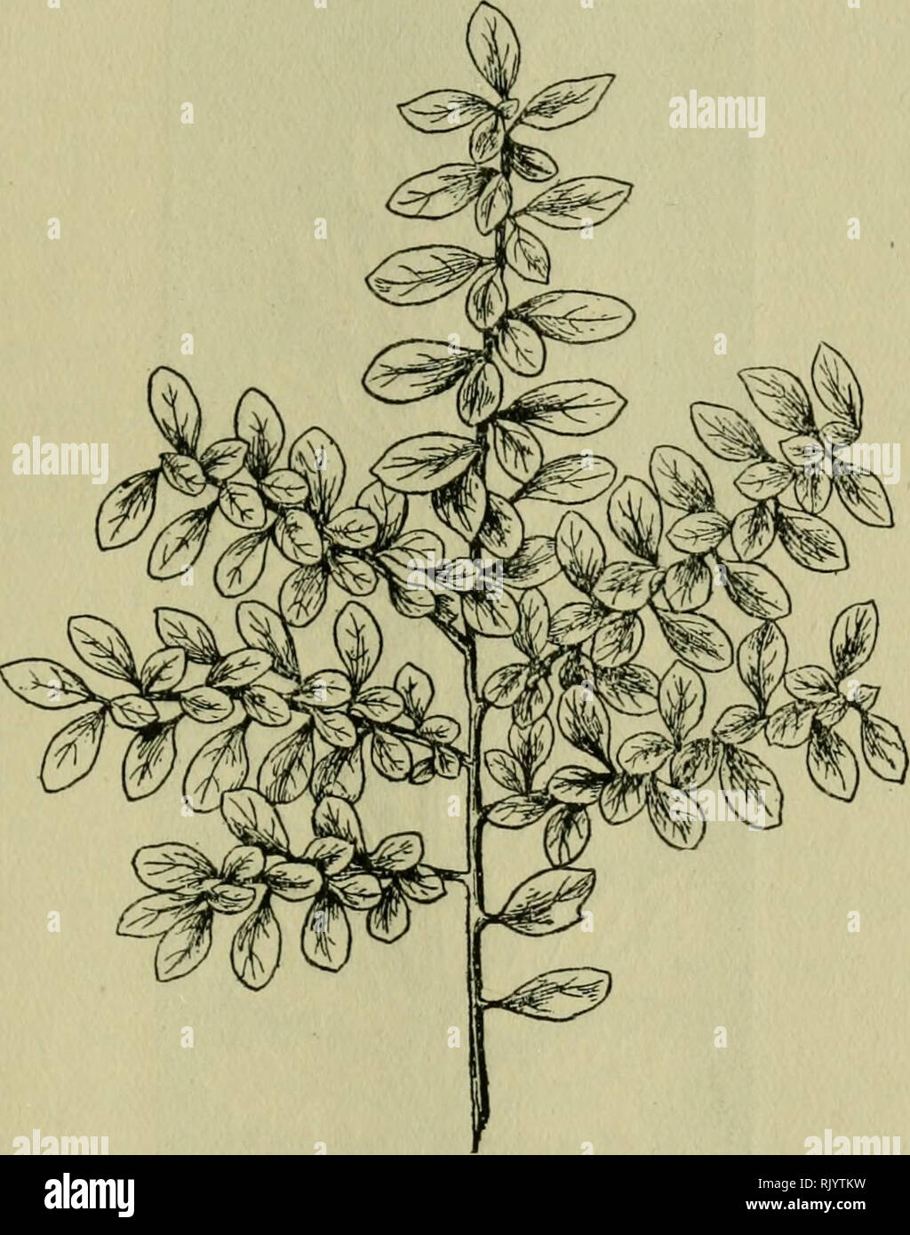 Azara microphylla hi-res stock photography and images - Alamy