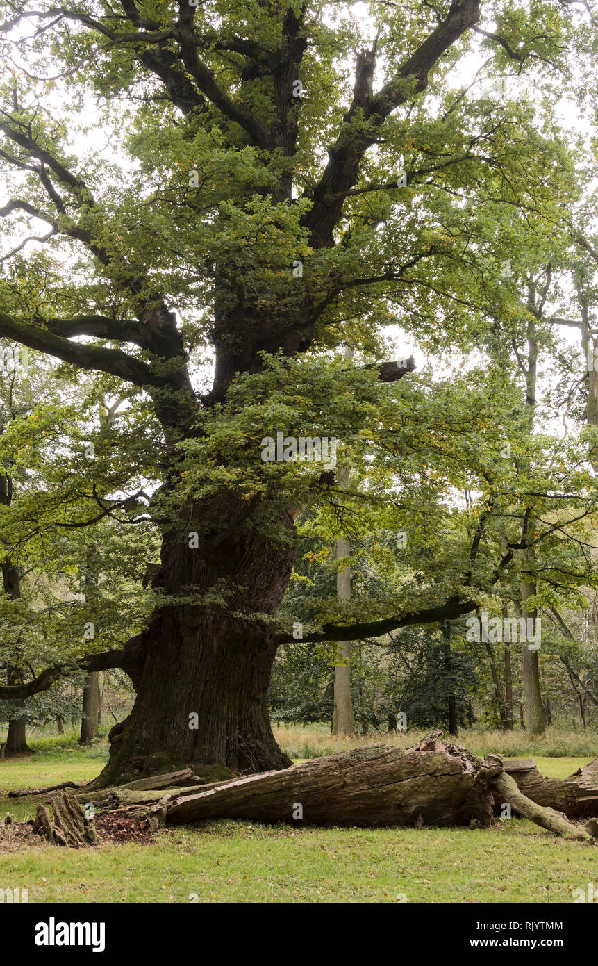 Oaktrees at Ivenack "Ivenacker Eichen" Mecklenburg-Pomerania, Germany ...