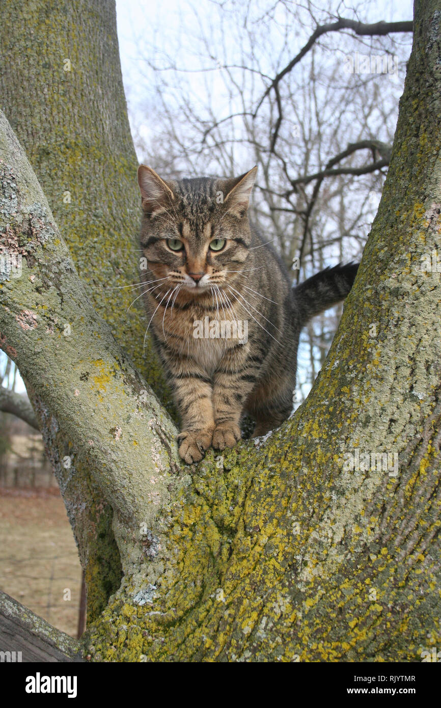 Bruiser, domestic shorthair tabby barn cat Stock Photo - Alamy