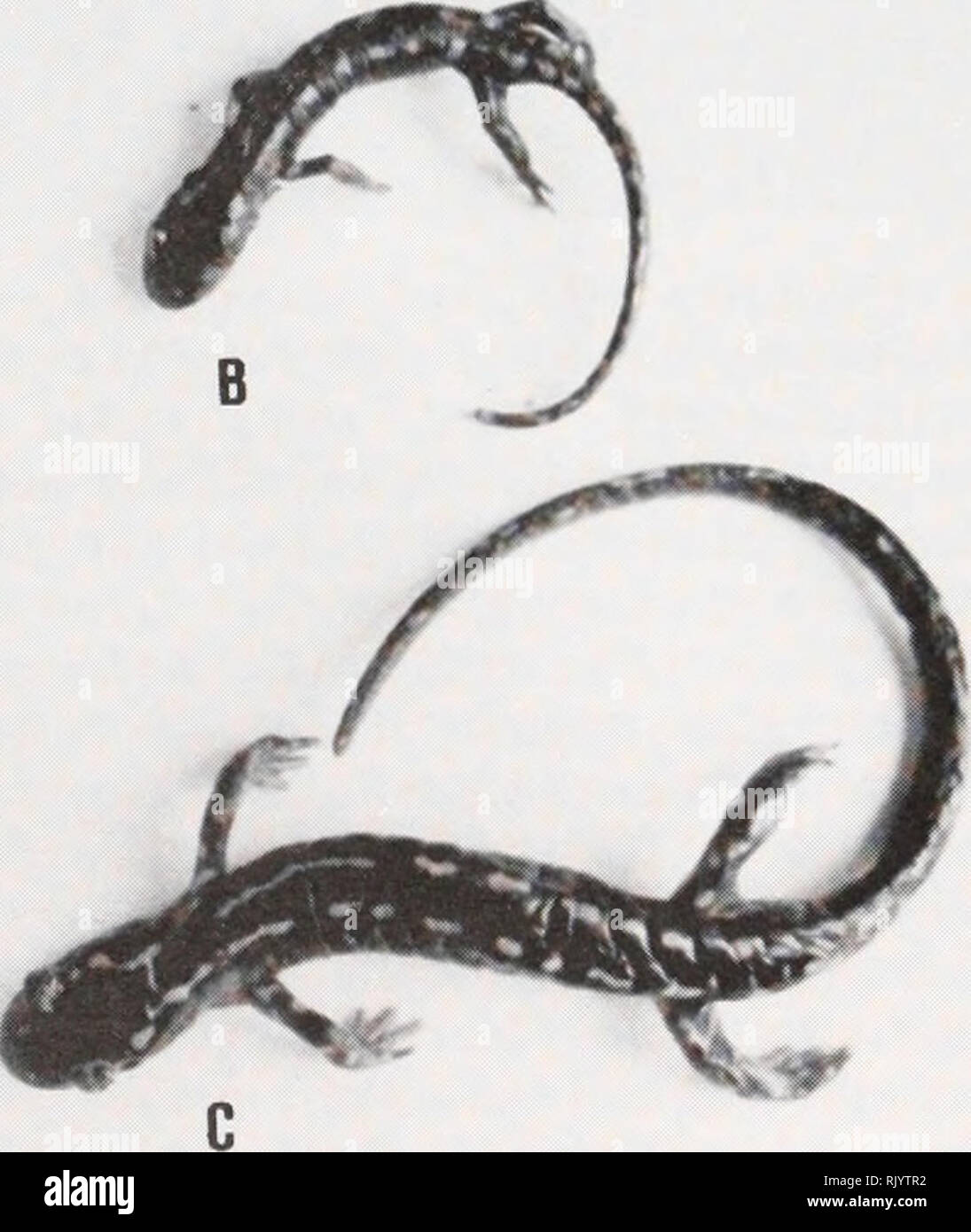 . Asiatic herpetological research. Reptiles -- Asia Periodicals ...