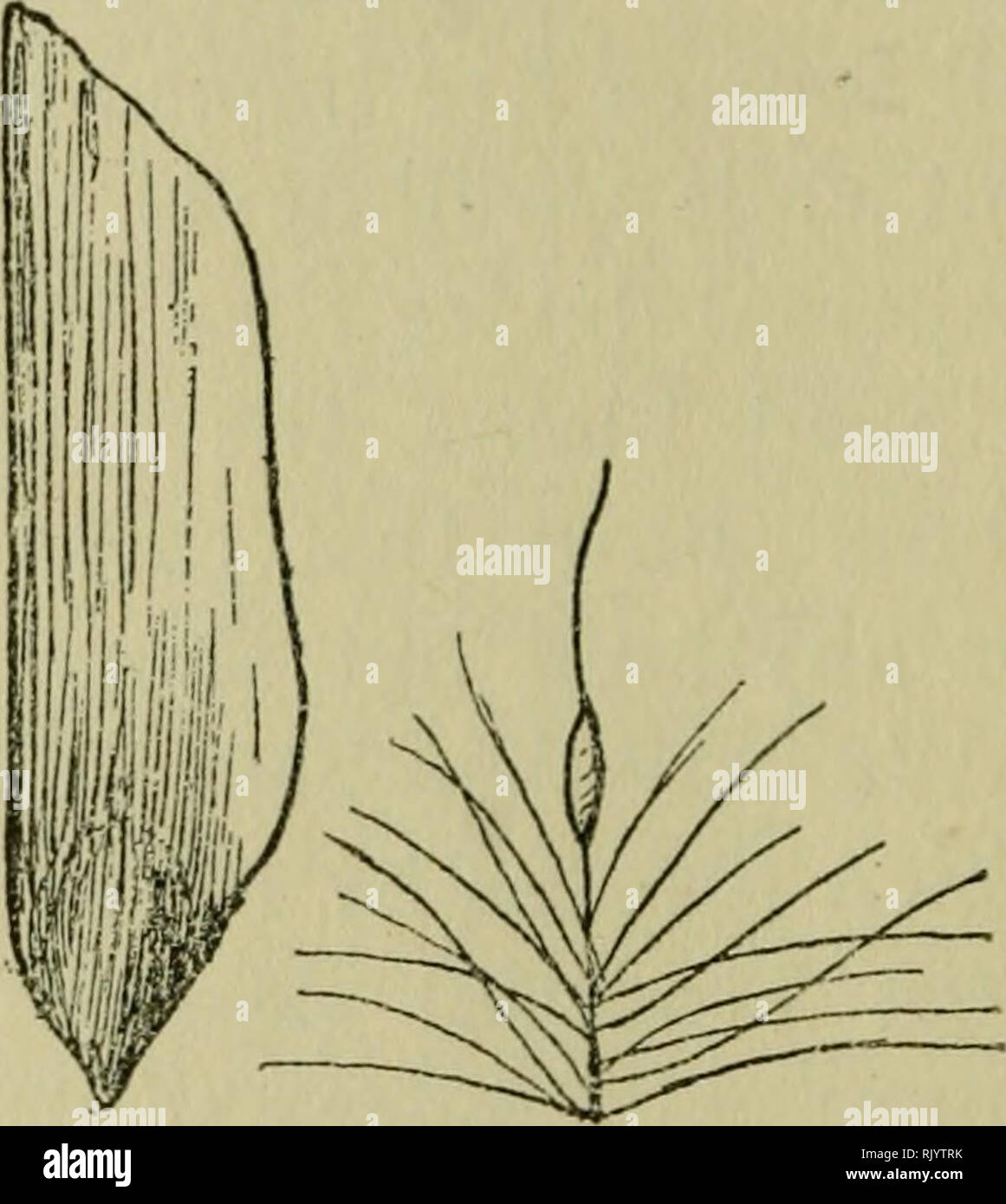 . Aspects of plant life; with special reference to the British flora ...