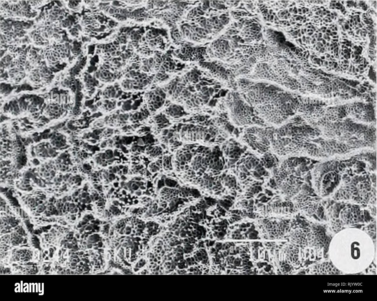 Amolops marmoratus hi-res stock photography and images - Alamy
