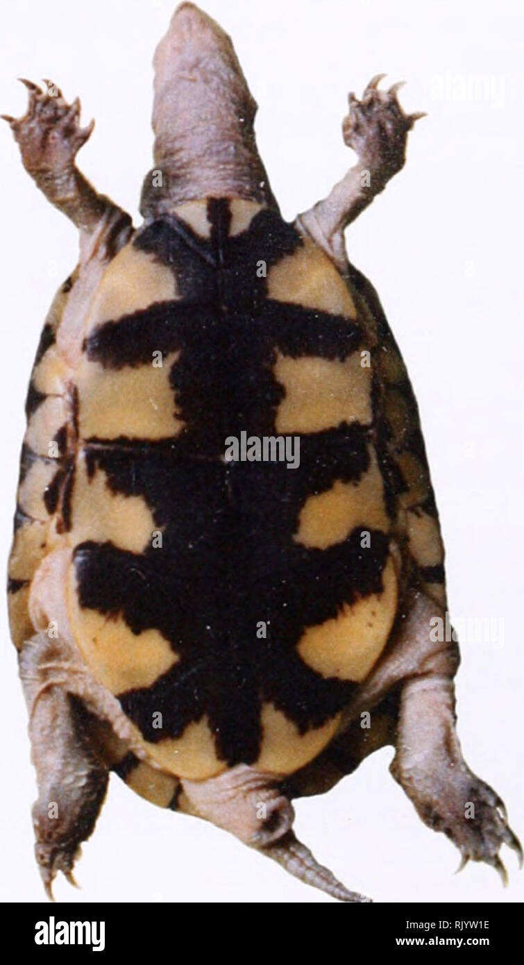 . Asiatic herpetological research. Reptiles -- Asia Periodicals ...