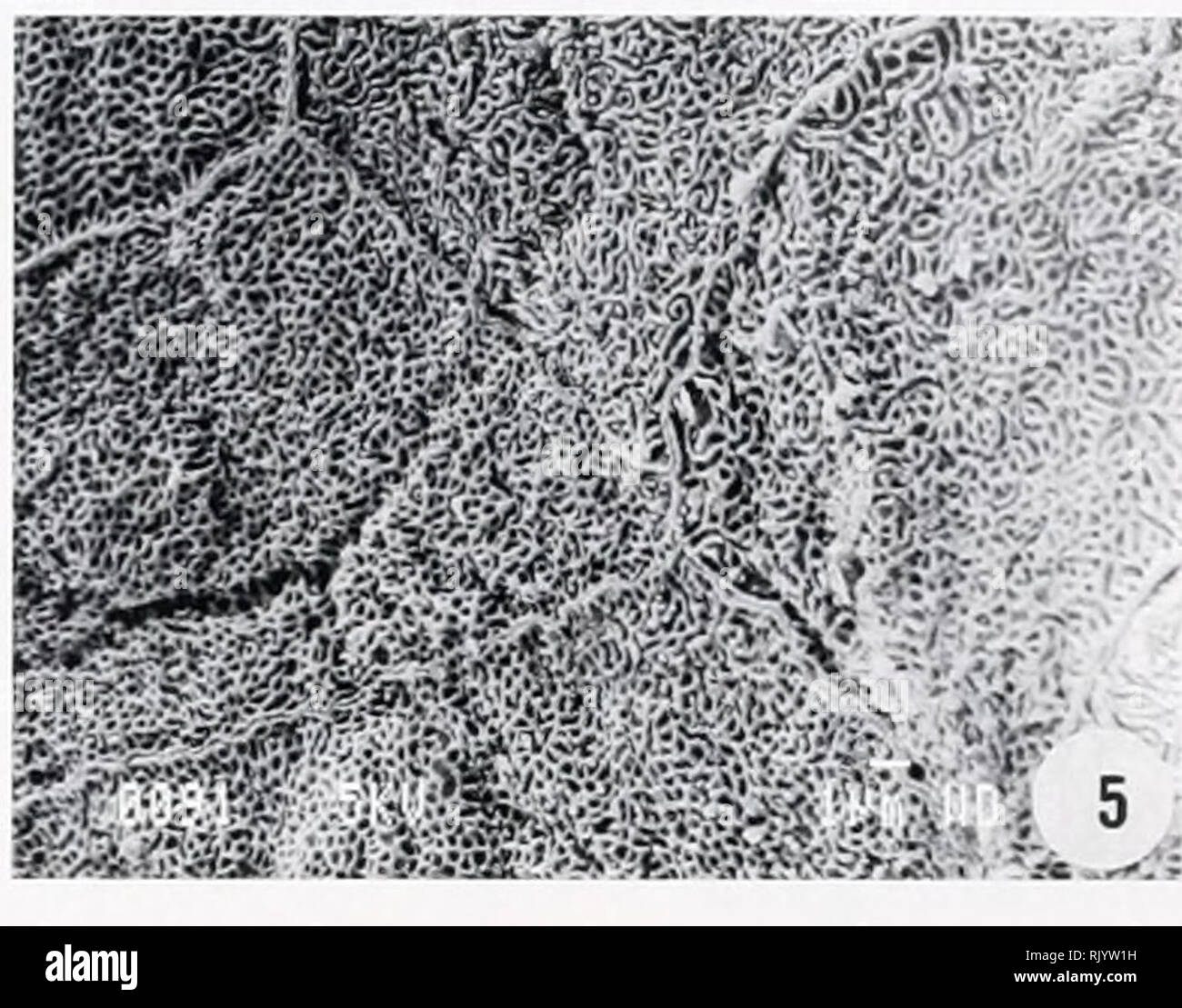 Amolops marmoratus hi-res stock photography and images - Alamy