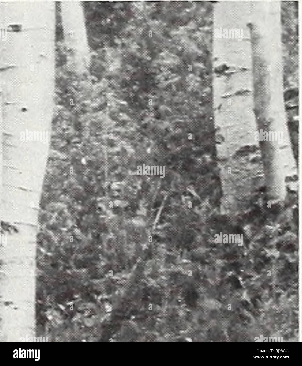 Overgrazing forest hi-res stock photography and images - Alamy