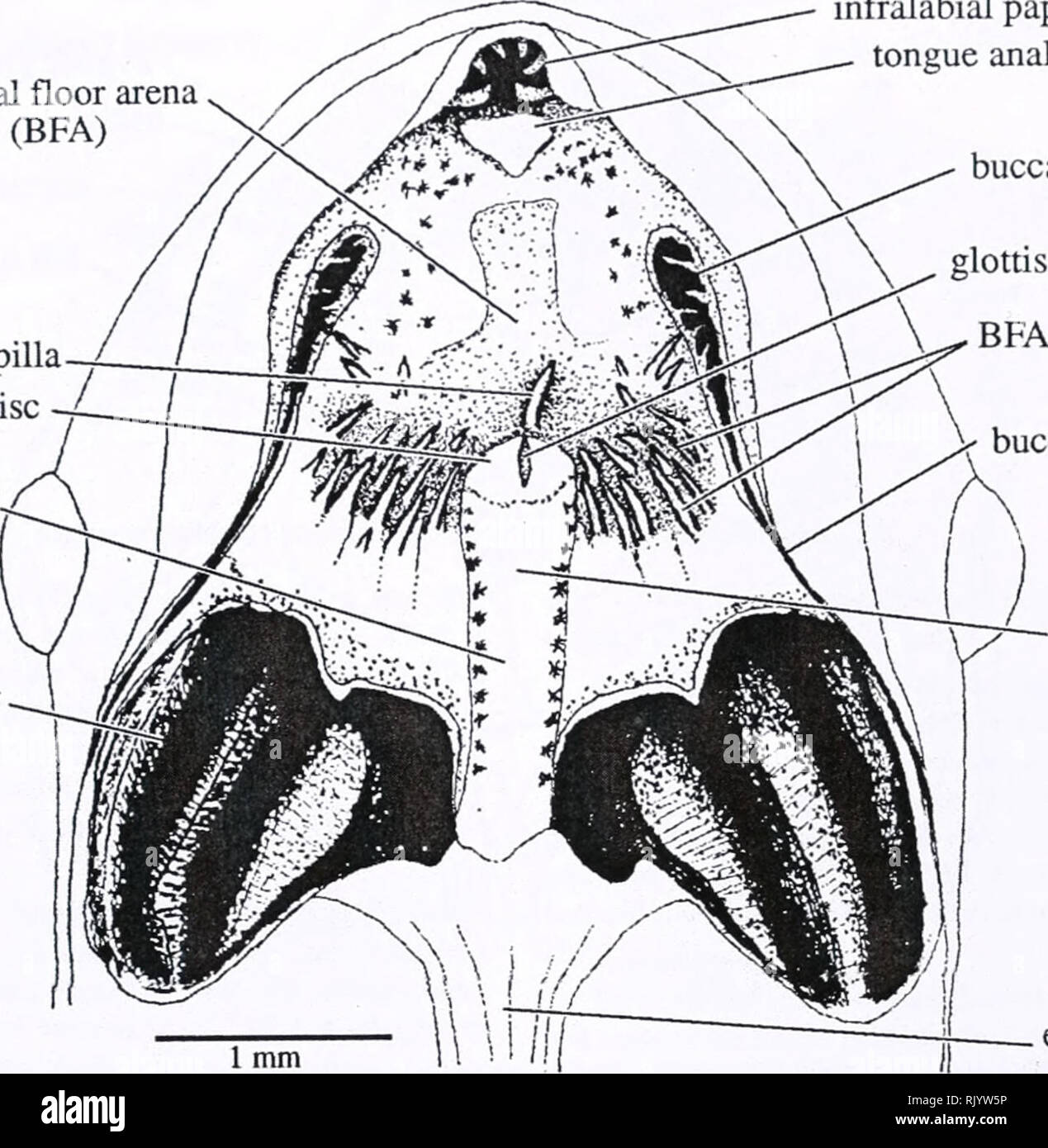 . Asiatic herpetological research. Reptiles -- Asia Periodicals ...