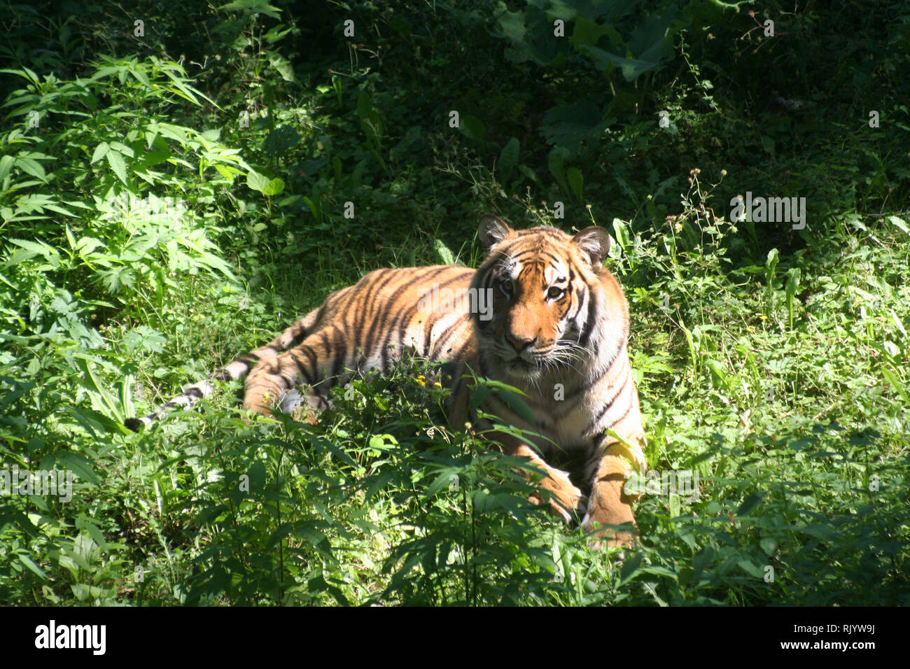 Tiger in Grass at zoo Stock Photo - Alamy