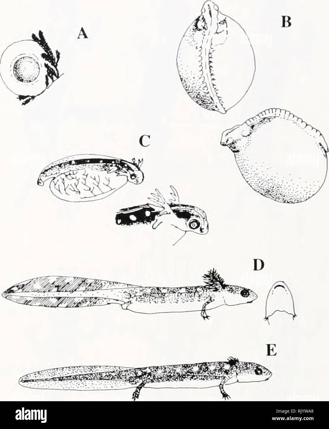 . Asiatic herpetological research. Reptiles -- Asia Periodicals ...