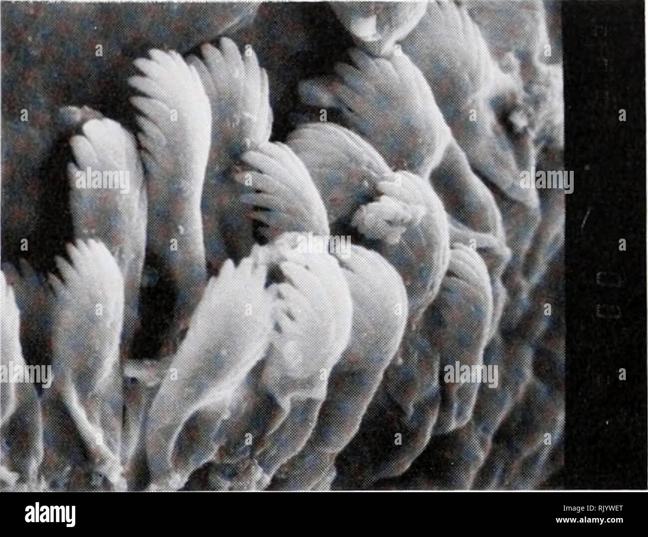 Rana chensinensis hi-res stock photography and images - Alamy