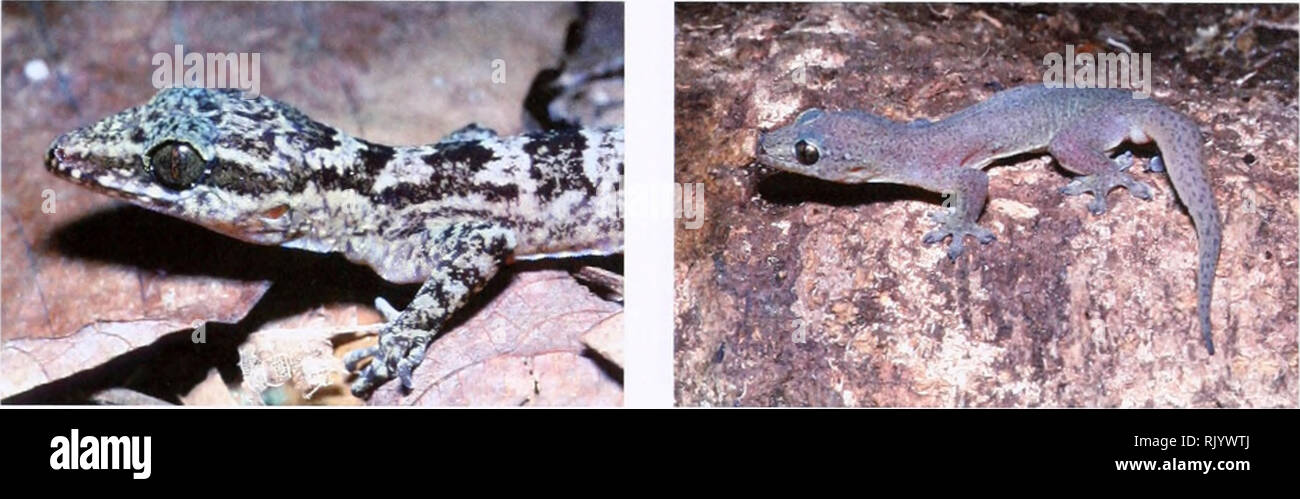 Gehyra mutilata hi-res stock photography and images - Alamy