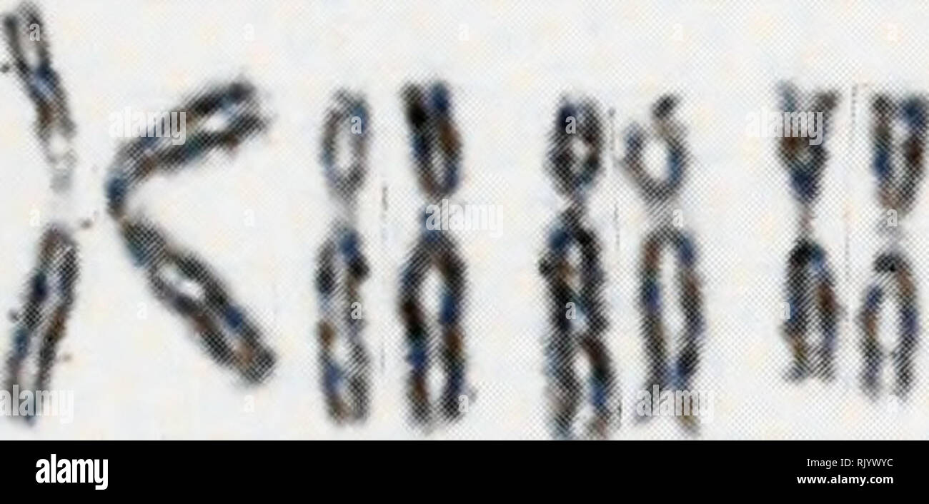Chromosome staining hi-res stock photography and images - Alamy