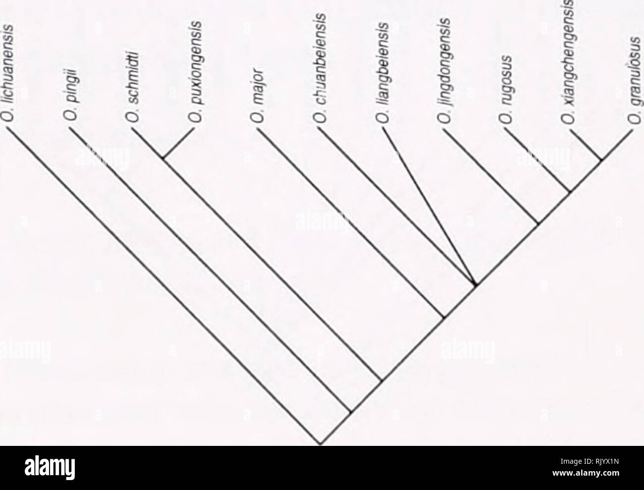 Hypothetical species hi-res stock photography and images - Alamy