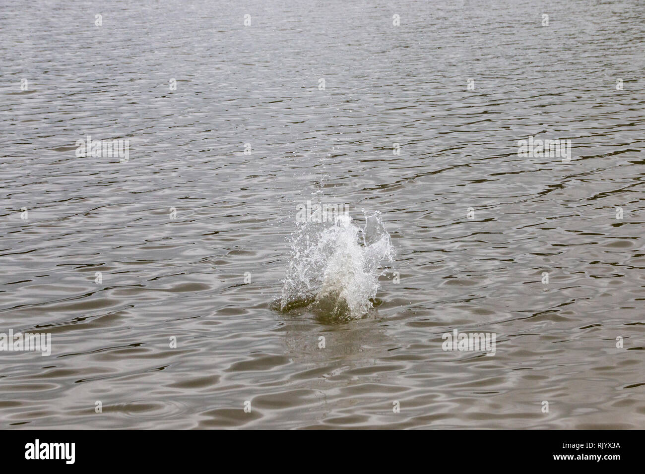 A rock that has been thrown into a river and casued a splash in the ...