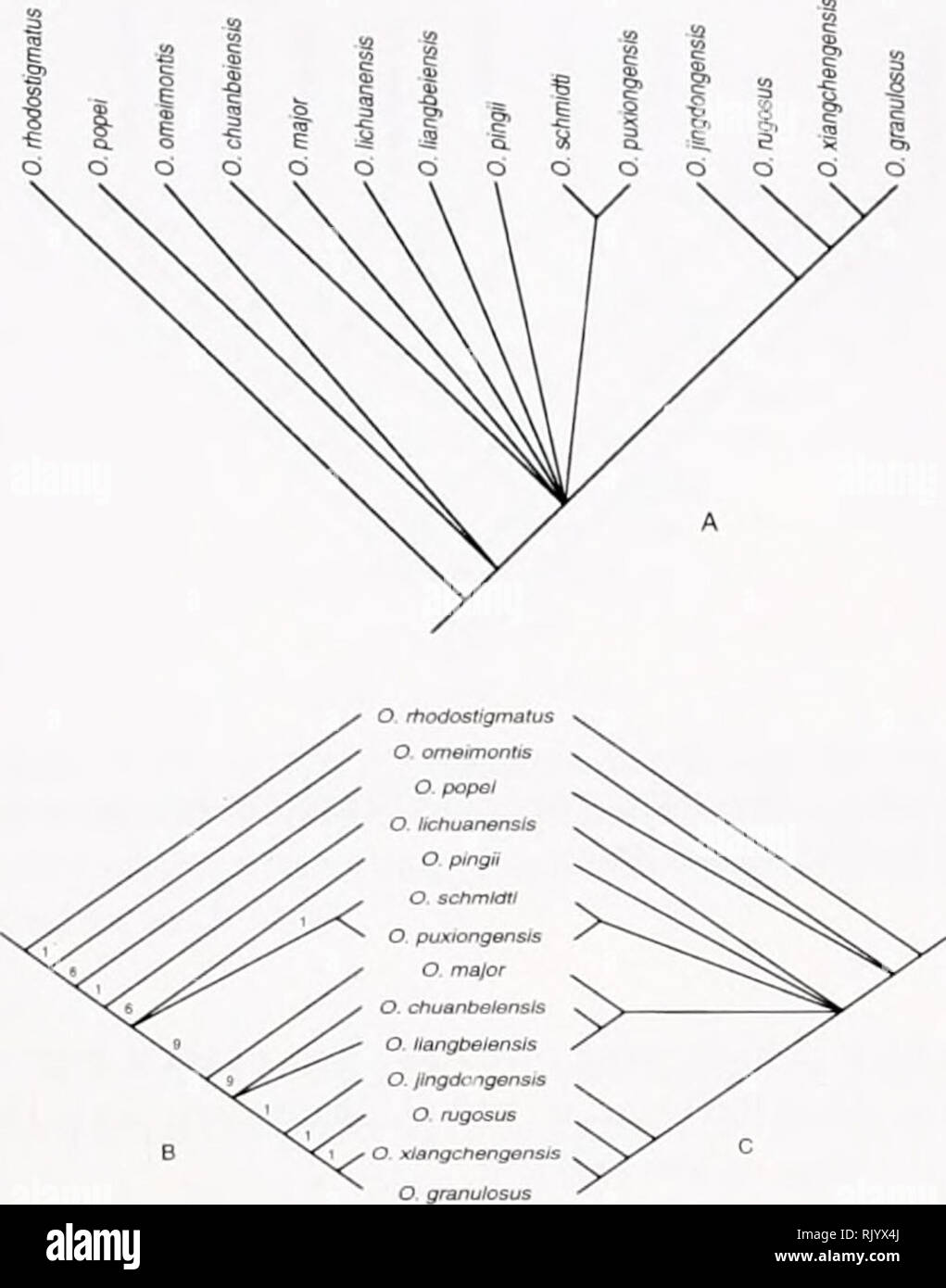 Modified saw hi-res stock photography and images - Alamy