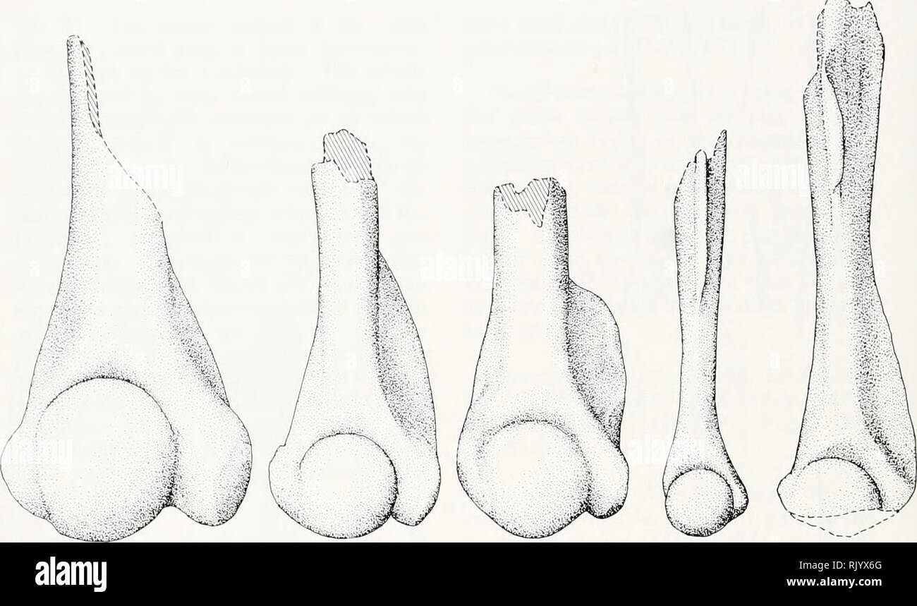 Rana sp hi-res stock photography and images - Alamy