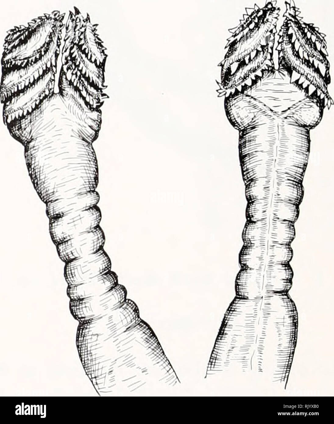 Supraocular scales hi-res stock photography and images - Alamy