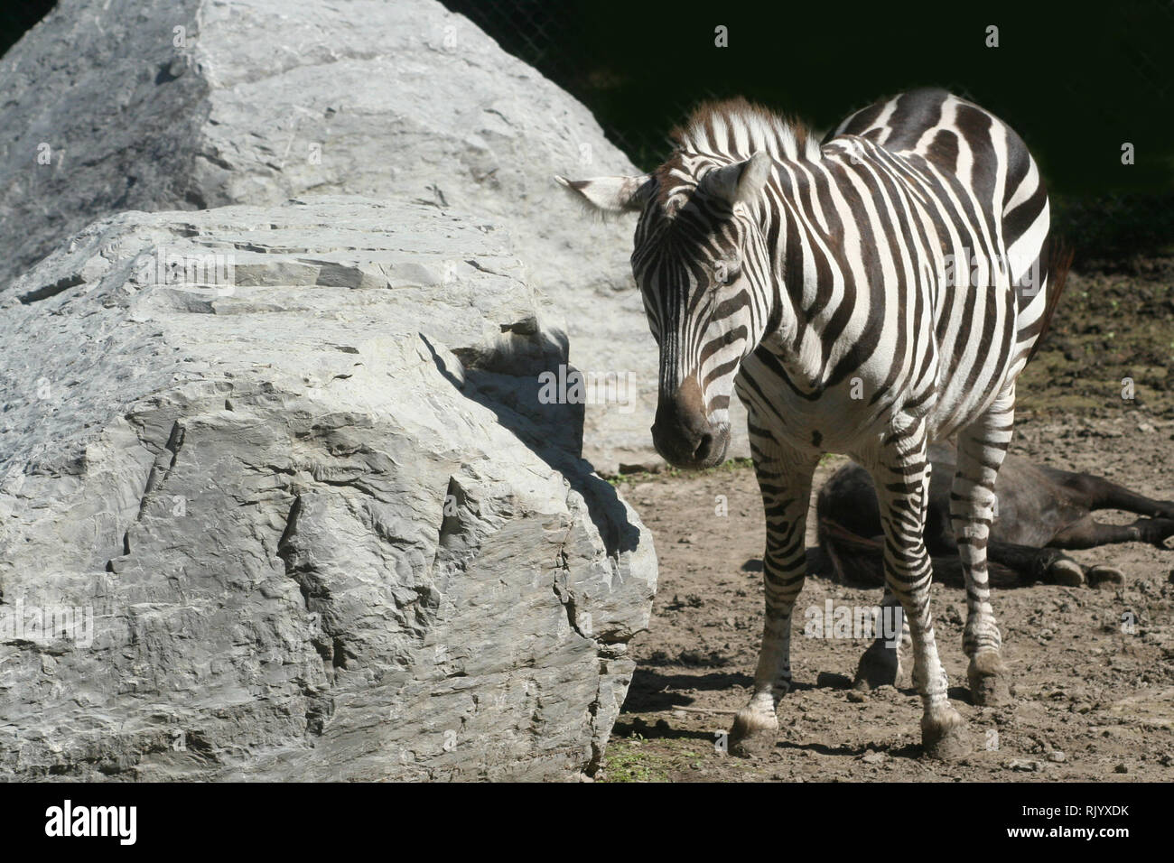 Zebra stripes flies hi-res stock photography and images - Alamy