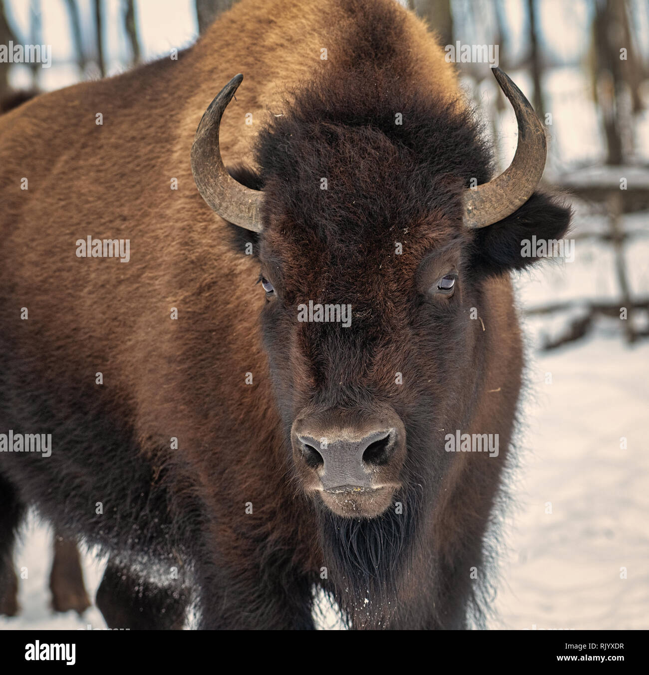 Color version of a bison in winter Stock Photo - Alamy