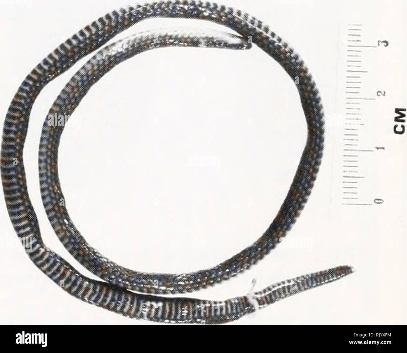 . Asiatic herpetological research. Reptiles -- Asia Periodicals ...