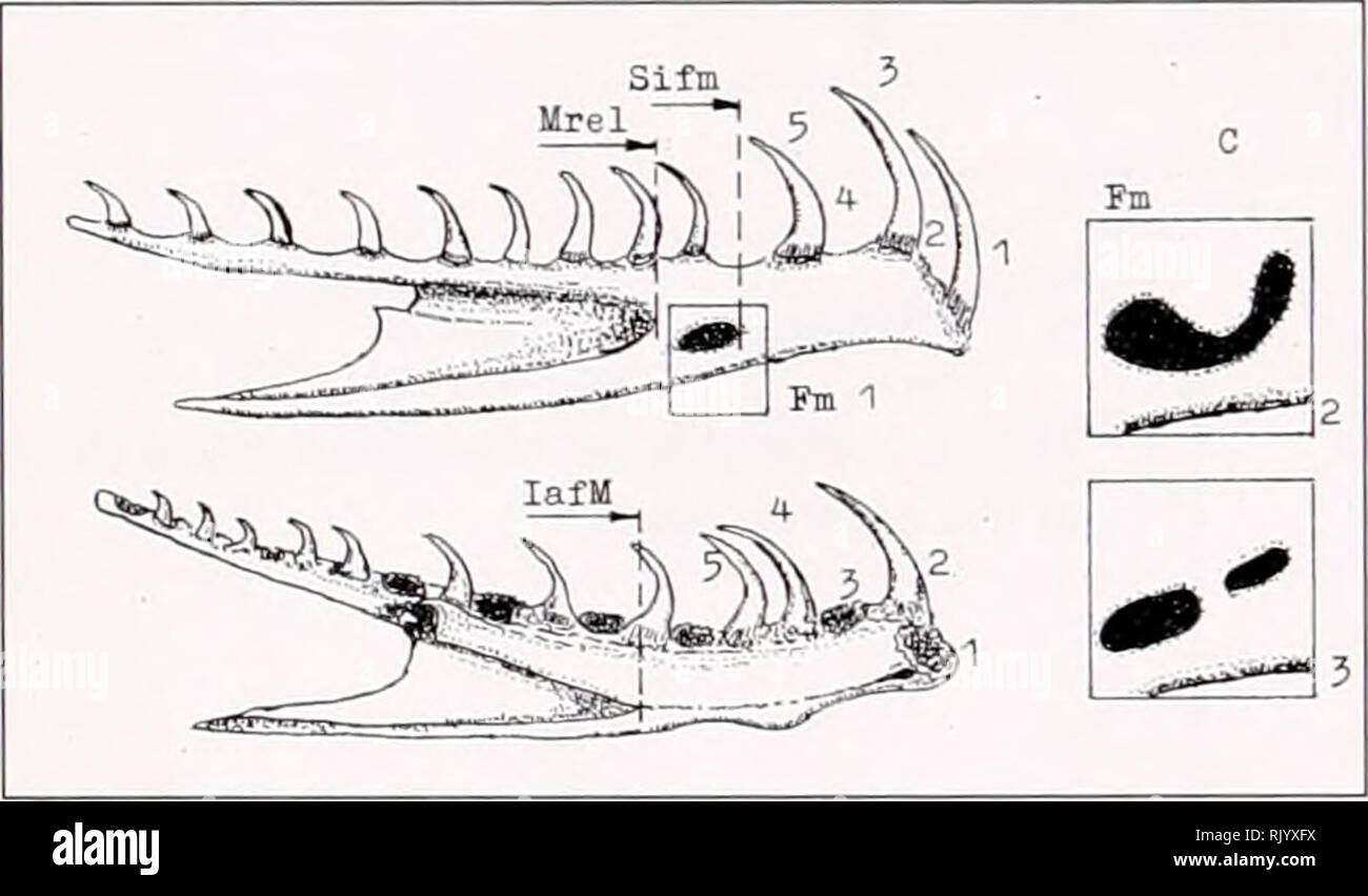 . Asiatic herpetological research. Reptiles -- Asia Periodicals ...
