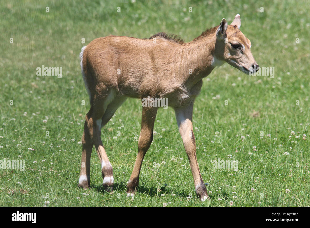 Sable Antelope calf in zoo Stock Photo - Alamy