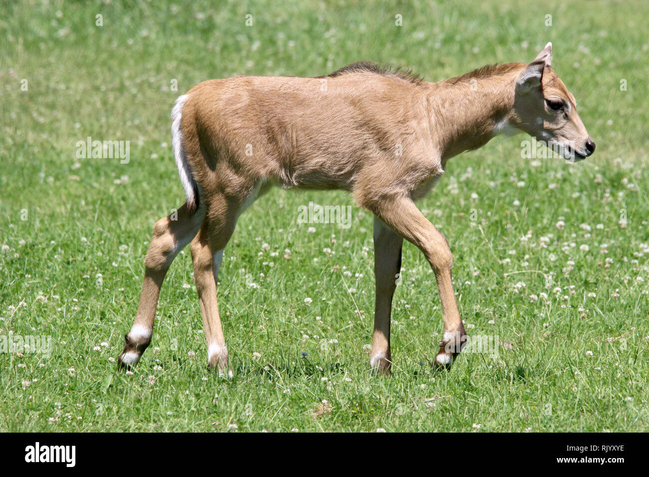 Sable antelope family hi-res stock photography and images - Alamy