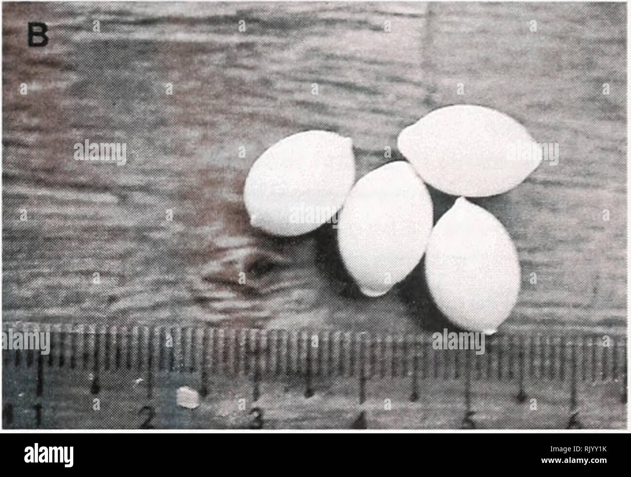 Draco obscurus hi-res stock photography and images - Alamy