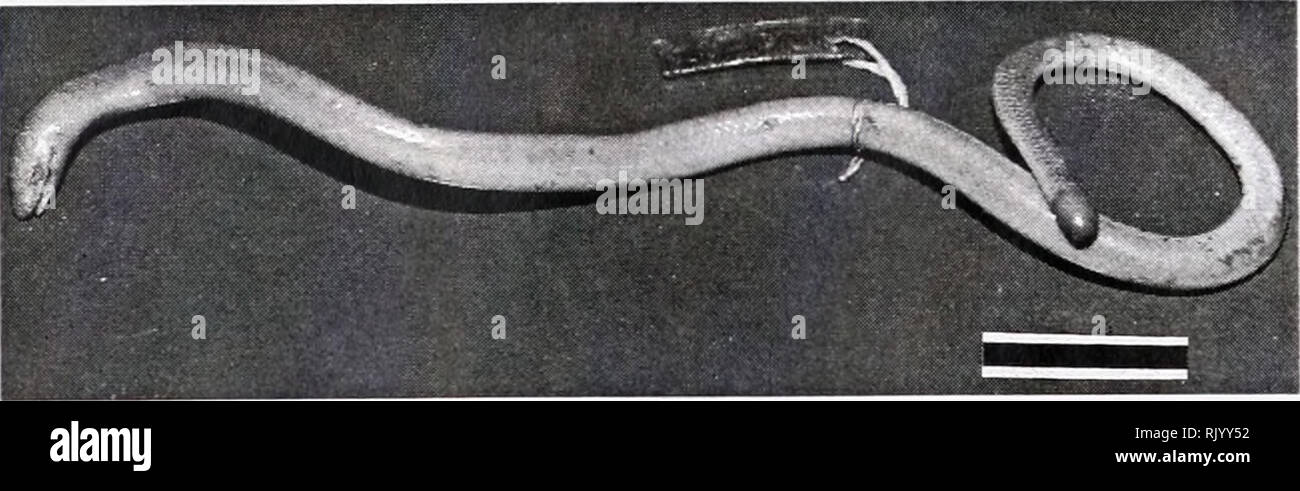 Orissa 1999 hi-res stock photography and images - Alamy