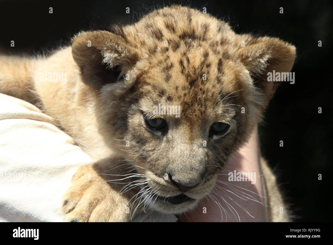 Zoo nature reserve other hi-res stock photography and images - Alamy