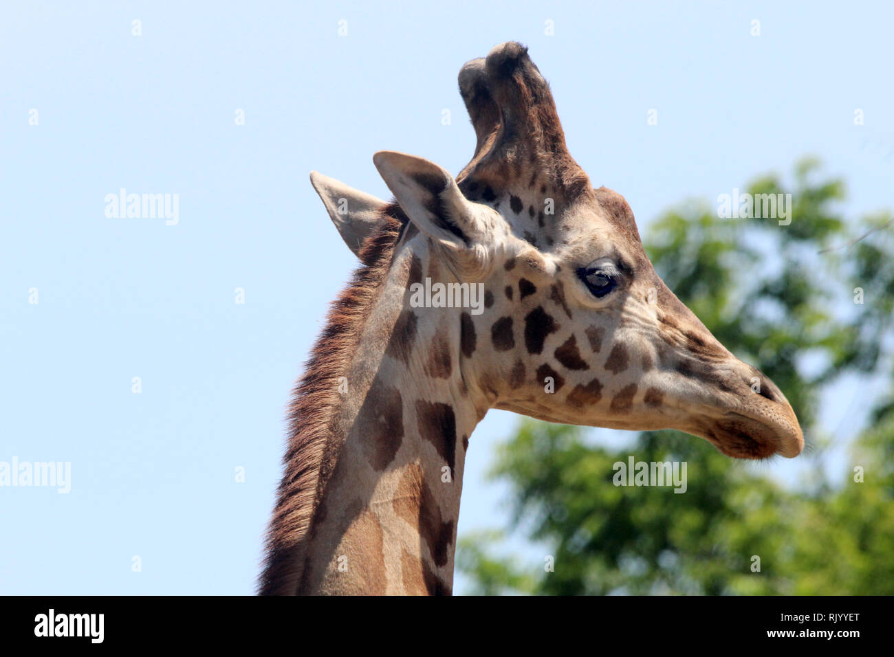 Giraffe in zoo Stock Photo - Alamy