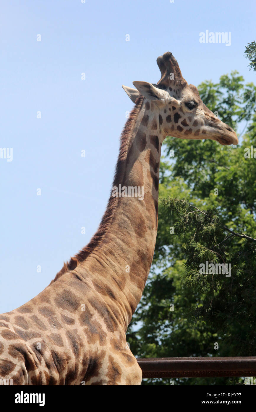 Giraffe in zoo Stock Photo - Alamy