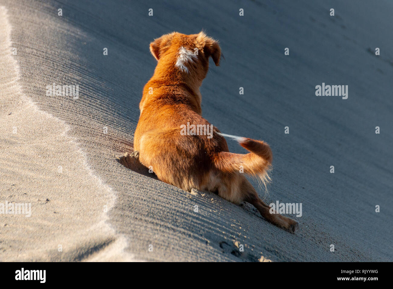 Ginger dog hi-res stock photography and images - Alamy
